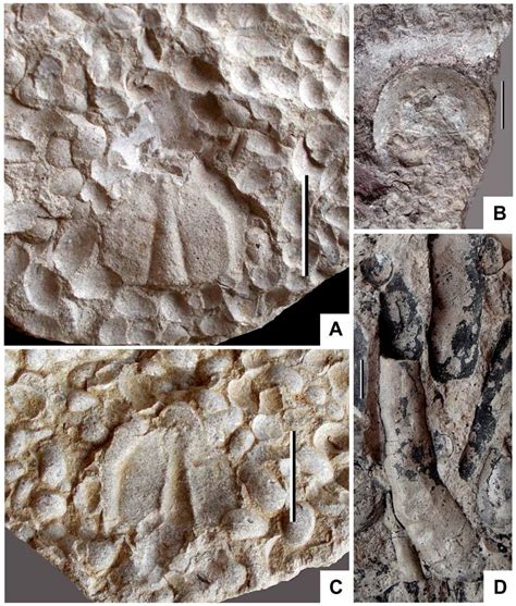 Macrofossils From The Tikhvinskoe Site A C Limulitella Volgensis