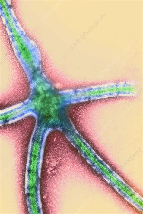 Ebola Virus Replication Tem Stock Image M0500843 Science Photo Library