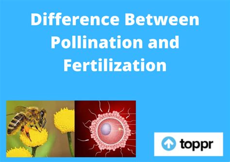 Difference Between Pollination And Fertilization In Tabular Form