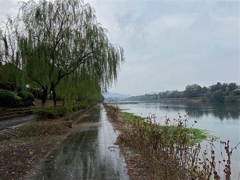 古梁诗歌柔绵的秋雨 柳树垂