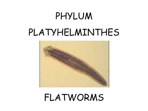 Ppt Phylum Platyhelminthes Flatworms Powerpoint Presentation Free Download Id2390221
