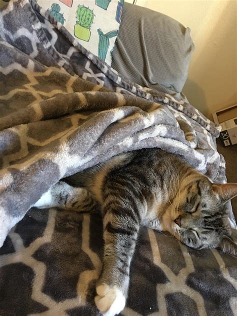 Kitten Sleepy And Tucked In Rtuckedinkitties