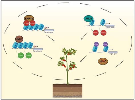 Unlocking The Secret To Higher Crop Yield The Potential For Histone
