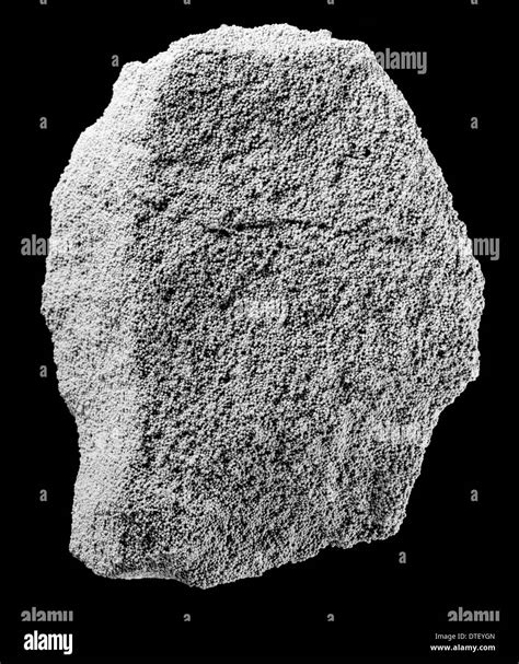 Calcarenite Fossiliferous Limestone