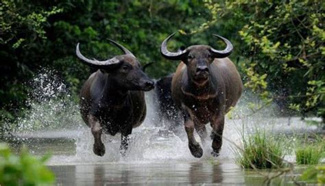 5 Wild Animals To Spot At Kaziranga National Park Of Assam