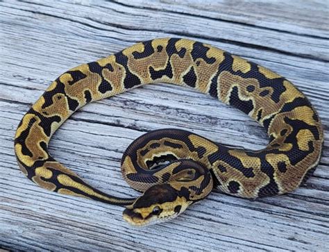 July Sale Puzzle Ball Python By Savage Constrictors