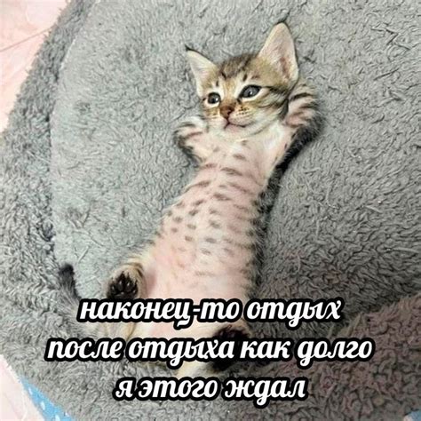 Пин от пользователя Ленин на доске надписи Глупые кошки Котята Милые котики