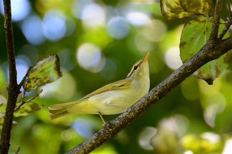 緑色の鳥たち 鳥を見るtorimi82のブログ