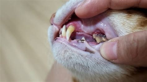 Pale Gums In Cats Causes And Treatment With Pictures