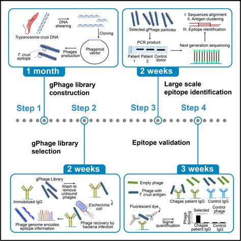 Phage Library Construction