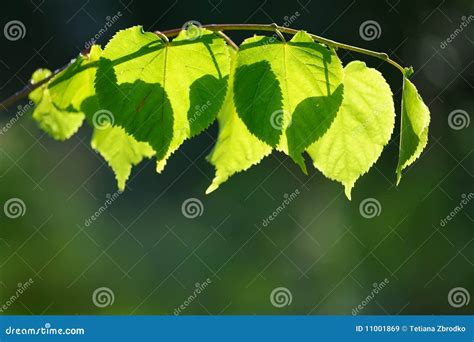 Translucent Leaves Backlit Stock Image Image Of Outdoors 11001869