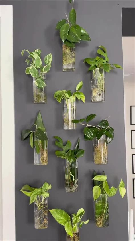 Комнатные растения и цветы в интерьере домашних условий Правильный уход за растениями фото и