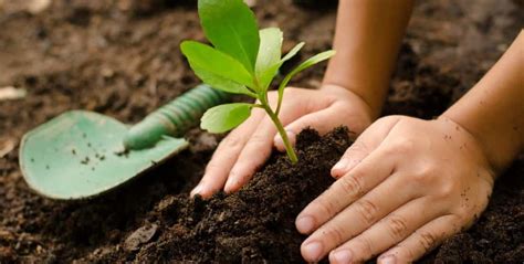 Recognising The Value Of A Tree Report