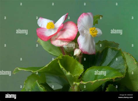 Wax Begonia Wax Leaf Begonia Begonia X Semperfloren Cultorum White