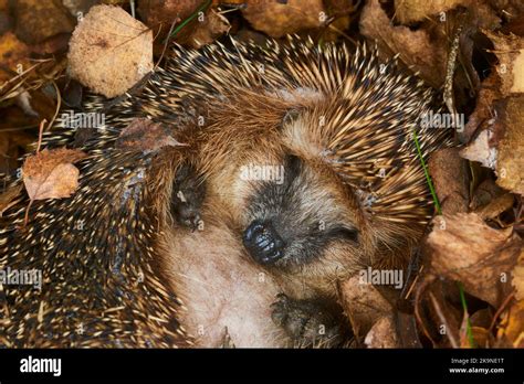 Hérisson Nom Scientifique Erinaceus Europaeus Le Hérisson Sauvage