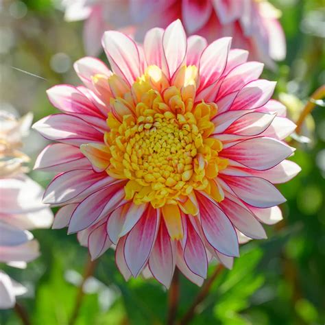 Dahlia Tubers Shaw Green Dahlias