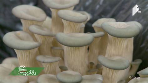 ერთიანი აგროპროექტის ფარგლებში დაფინანსებული საწარმო ქართული სოკო გადაცემა ჩვენ ფერმაში Youtube