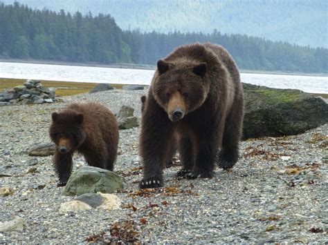 The Best Place For Bear Viewing In Juneau Admiralty Island Alaska