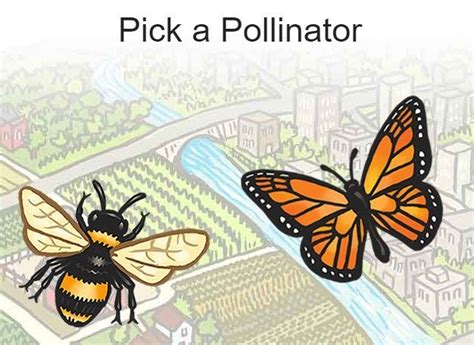 Pollination Game Learn How Bees And Butterflies Help Farmers Grow Food