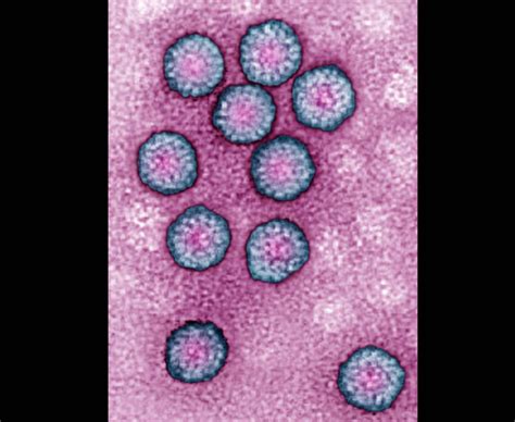 Stds Under The Microscope Daily Star