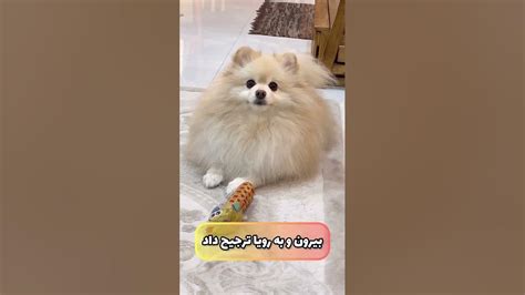 سگخانگیمنسگاموزشدیده سگمنسگآپارتمانی سگبهتریندوستبشریت