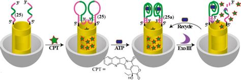 Schematic Unlocking Of Camptothecin Cpt Loaded Mesoporous Sio2 Download Scientific Diagram