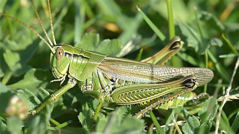 A Green Grasshopper Sits In A Patch Of Green Grass Premium Ai A Green Grasshopper Sits In A Patch Of Green Grass Premium Ai