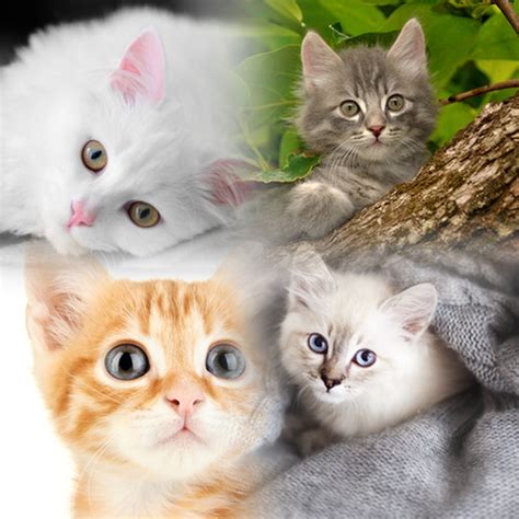 Pictures In Cross Fade Design Template Pixiz