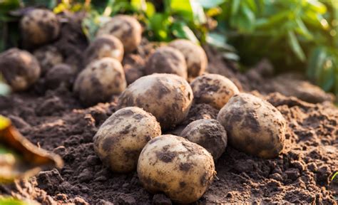 What To Plant After Potatoes The Best Plants For Crop Rotation