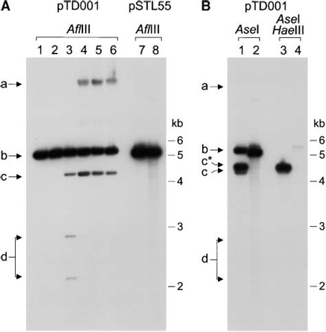 Cleavage And Repair Of Plasmid DNA In T4 Infected Cells Total Download Scientific Diagram