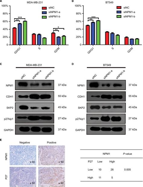 Depletion Of Npm1 Causes Cell Cycle Arrest At The G0 G1 Phase In