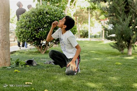 تصاویری جالب از چیدن توت از درخت‌های خیابان‌های تهران توسط مردم عکس