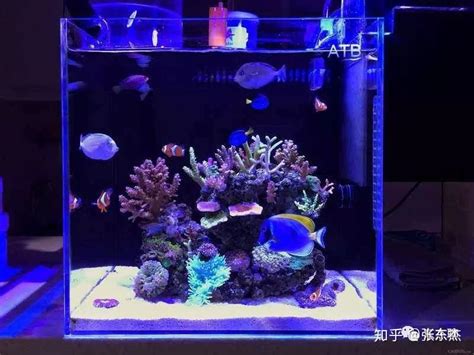 海缸新手宝典：我应该选择一个什么样的鱼缸开始养珊瑚呢？ 知乎