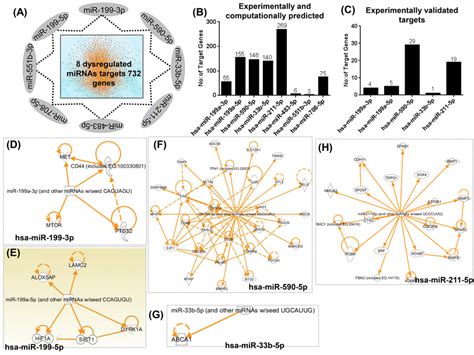 Computational And Experimentally Validated Mirna Target Genes Download Scientific Diagram