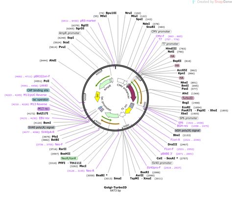 Addgene Golgi Turboid