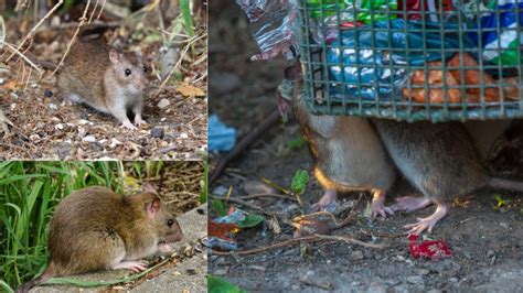 Where Do Rats Nest Outside 10 Ways To Know If A Rat Is Nesting