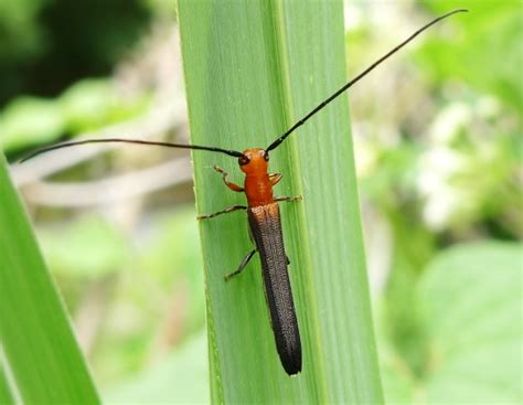 ホソツツリンゴカミキリ つるぎ町