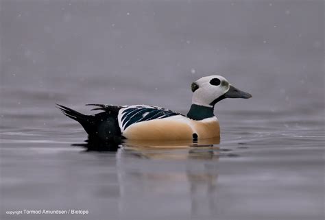 Biotope The Iconic Steller´s Eider Winter Birding In Varanger