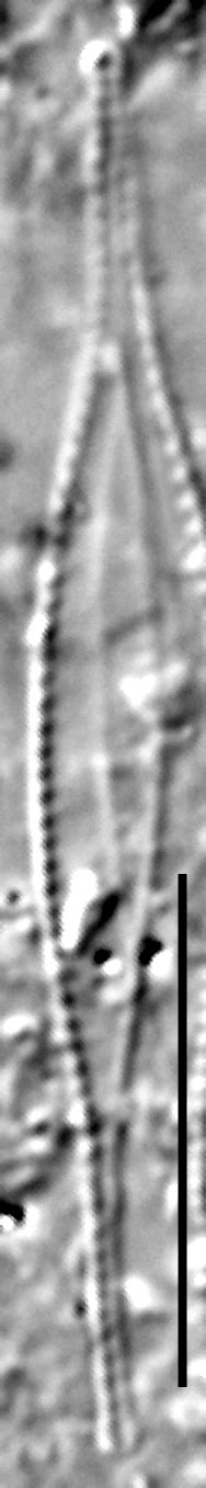 Nitzschia Acicularis Species Diatoms Of North America