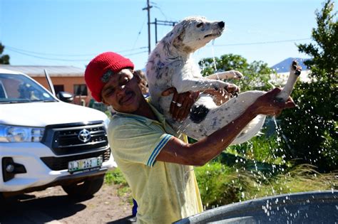 Understanding Rabies Early Detection Treatment And Transmission To Humans Elm Project
