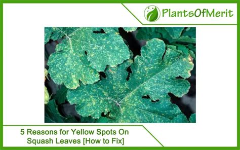 5 Reasons For Yellow Spots On Squash Leaves How To Fix Plants Of Merit