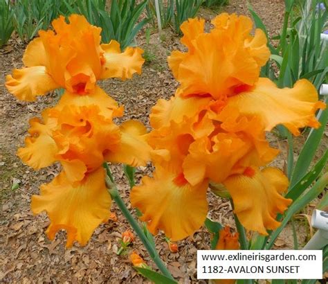 Avalon Sunset Tall Bearded Iris Tb Exline Iris Garden
