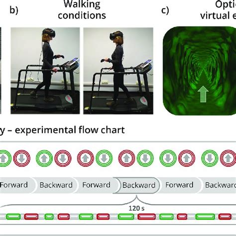 Experimental Procedure A Interindividual Differences In Active Download Scientific Diagram