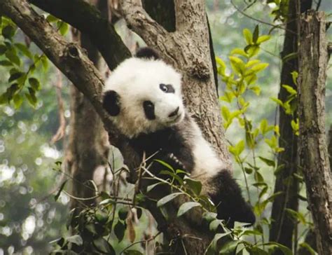 National Panda Day Protecting The Adorable Bears