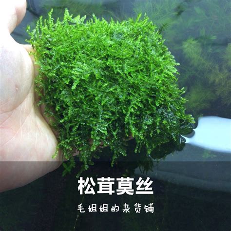 松茸莫斯 鹿角苔 伤感说说吧