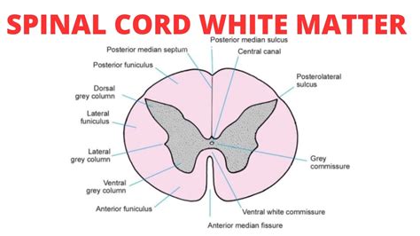 Spinal Cord White Matter