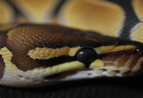 can ball pythons hear