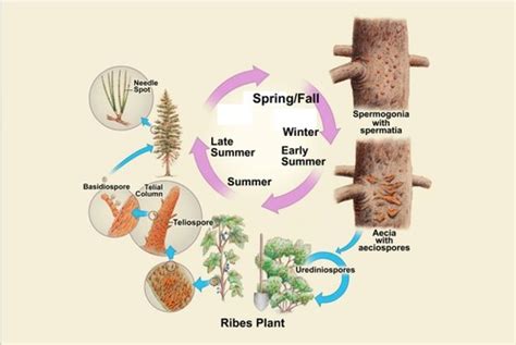 Rust Diseases Of Trees Flashcards Quizlet