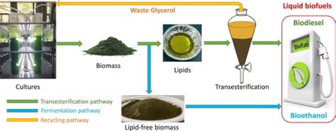 Bioethanol And Biodiesel Production Cd Biosynsis