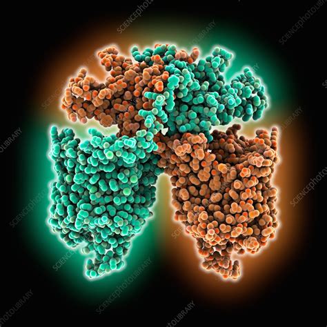Dolphin Prestin Molecular Model Stock Image C0596665 Science